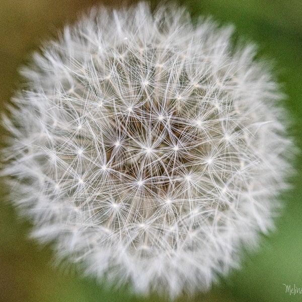 Dandelion Fluff - Etsy