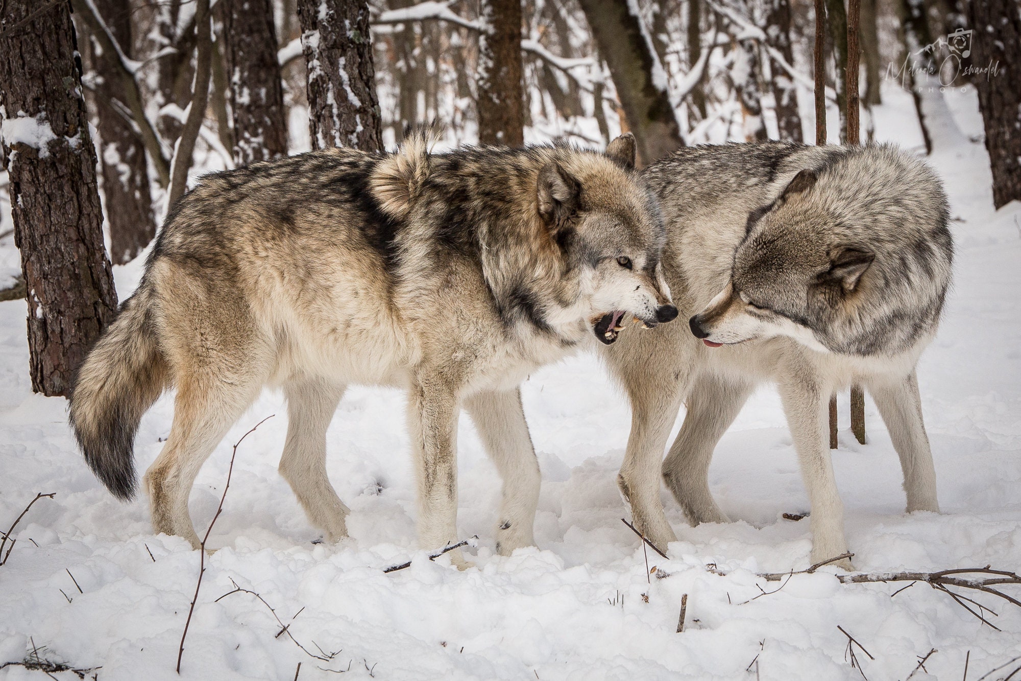 Wildlife Photography, Wolf Photography, Animal Photography, Wolf ...