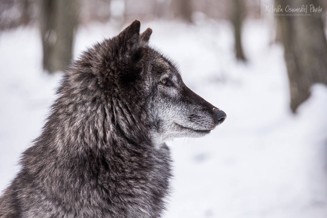 British Columbian Wolf
