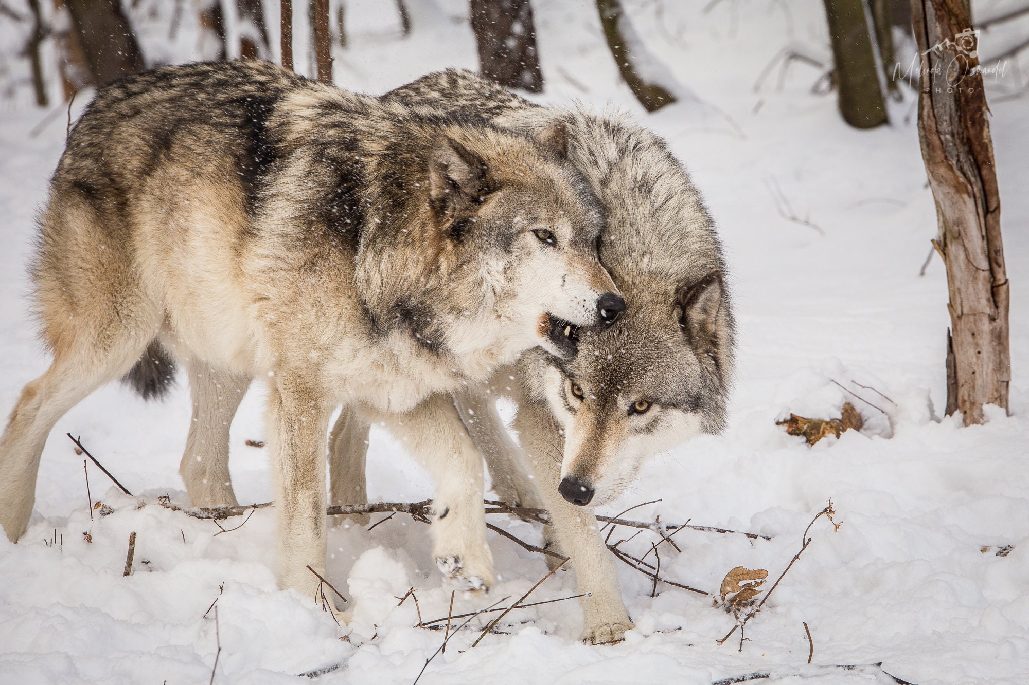 Wildlife Photography, Wolf Photography, Animal Photography, Wolf ...