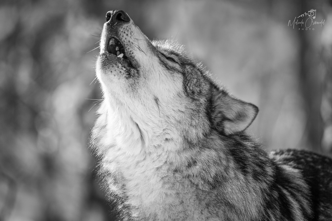Wildlife Photography, Wolf Photography, Animal Photography, Wolf ...