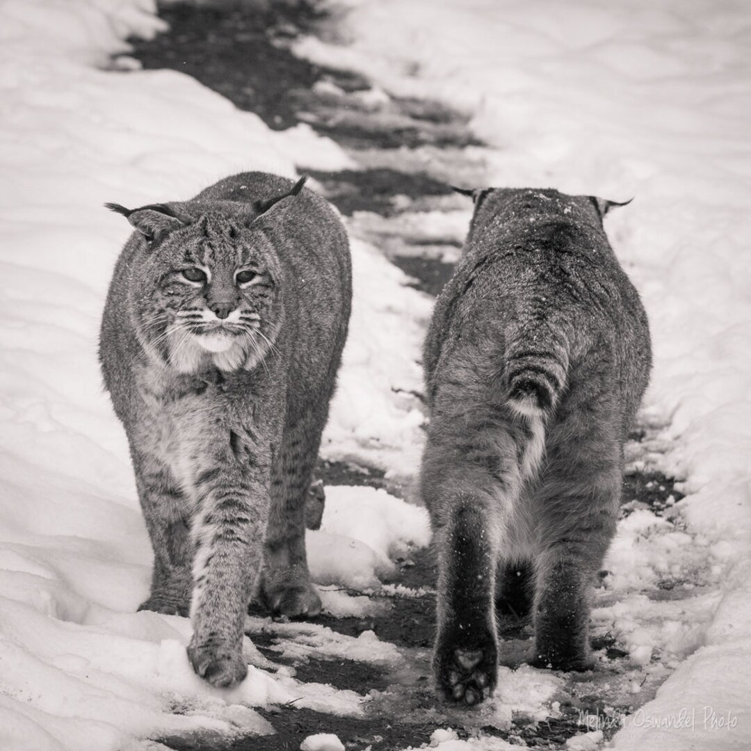 Wildlife Photography, Animal Photography, Bobcat Photography, Bobcat ...