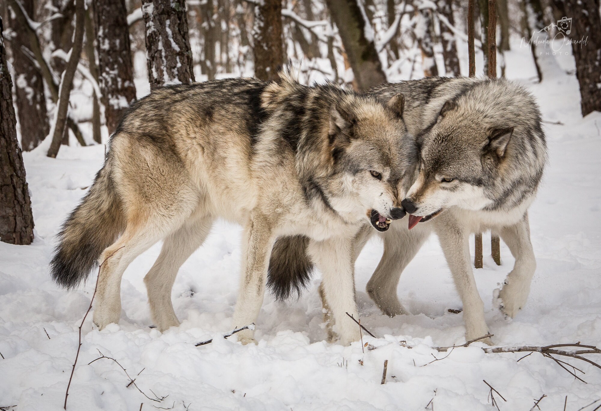 Wildlife Photography, Wolf Photography, Animal Photography, Wolf ...