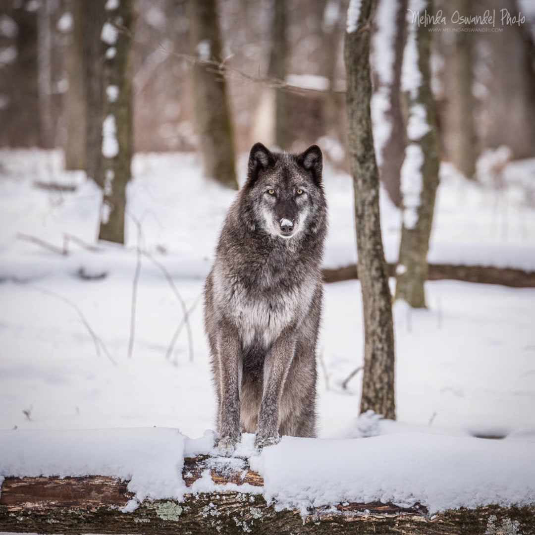 Wildlife Photography, Wolf Photography, Animal Photography, Wolf ...