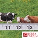 Farm Animals Quilt or Craft Fabric by Elizabeth's Studio, Cows Grazing ...
