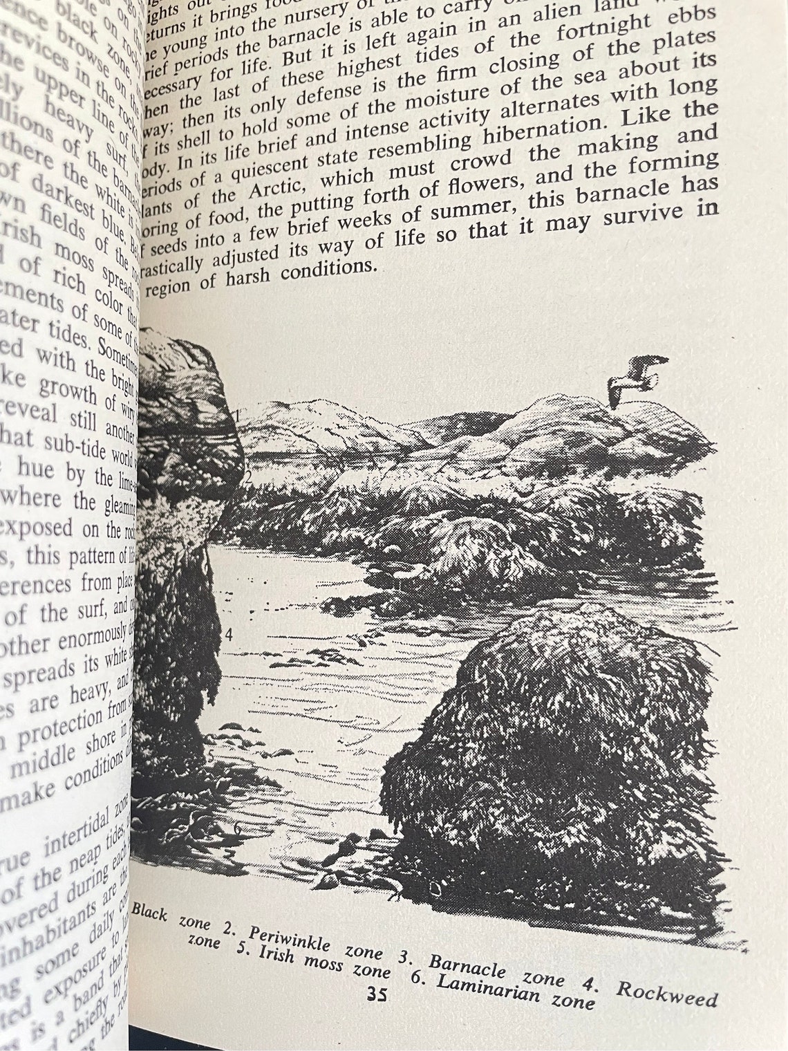 Vintage Science: the Edge of the Sea by Rachel Carson, 12th Printing ...