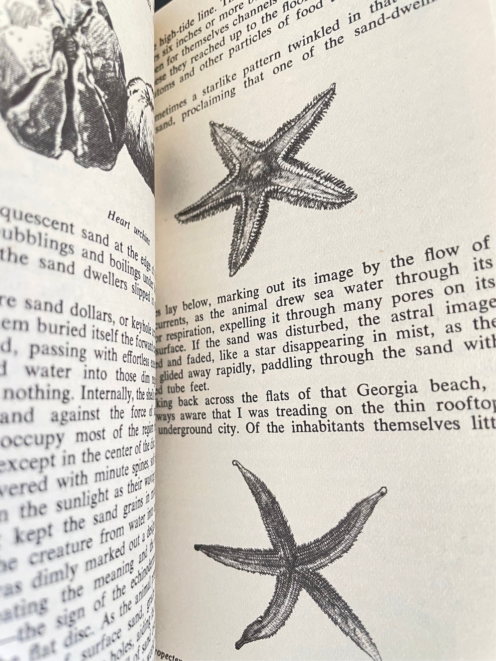 Vintage Science: the Edge of the Sea by Rachel Carson, 12th Printing ...