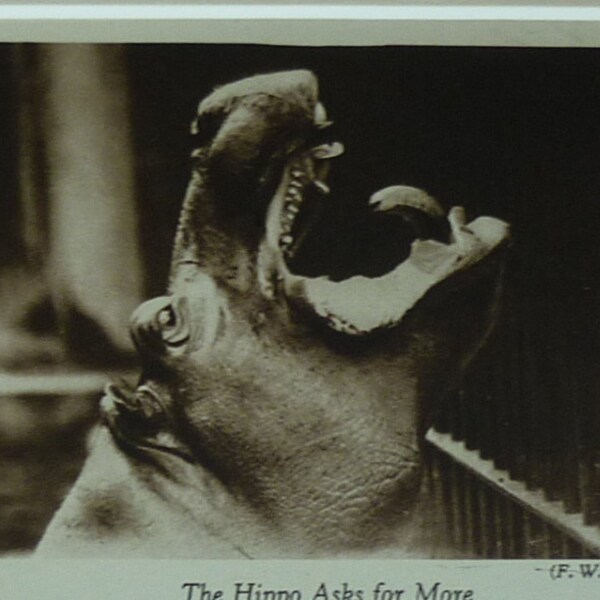 Vintage Hippo - Etsy UK