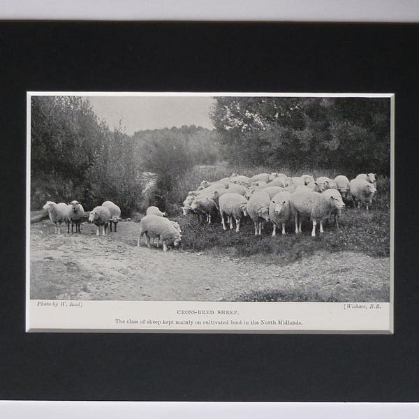 Victorian Animal Picture - Etsy