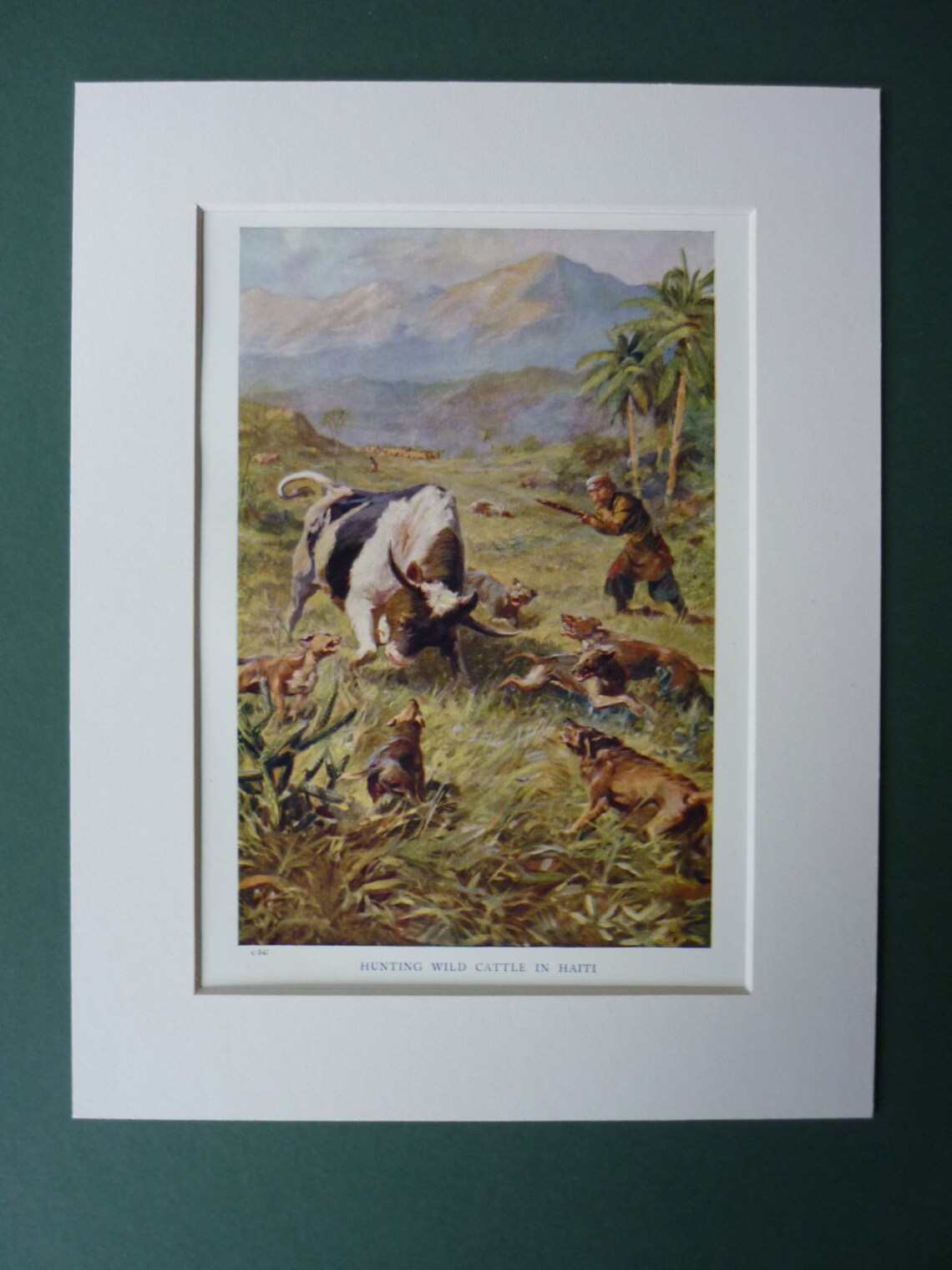 Original 1914 Haitian Matted Print Haiti Wild Cattle - Etsy