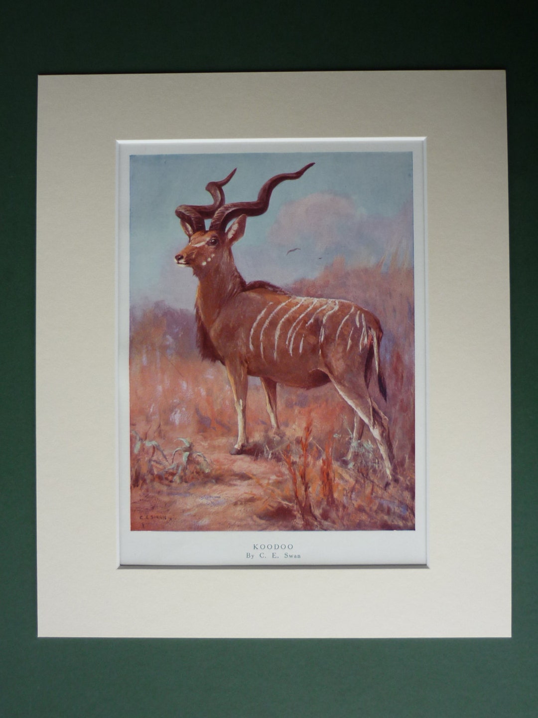 Original 1909 Kudu Print Koodoo Antelope African - Etsy