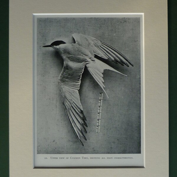 Common Tern - Etsy