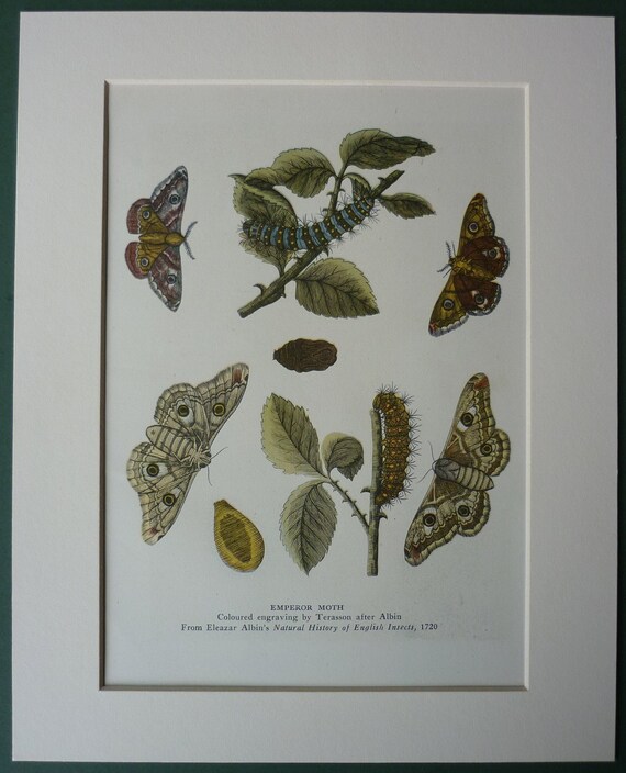 Vintage Print of Emperor Moth Colour Engraving Butterfly | Etsy