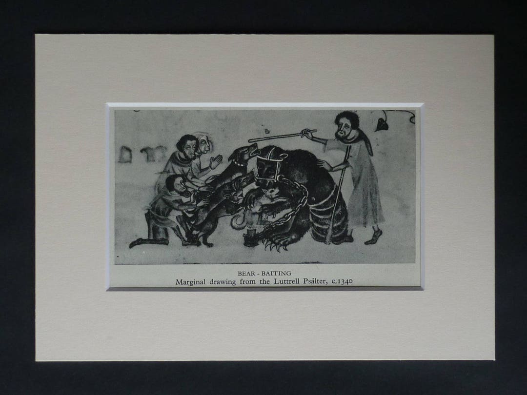 1940s Antique Bear Baiting Print, Available Framed, Circus Art ...