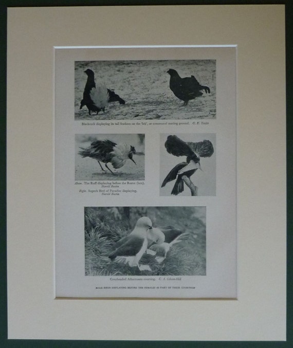 Vintage Ornithology Print of Male Mating Rituals Natural | Etsy