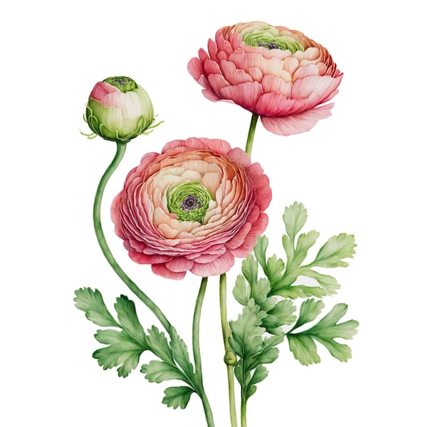 Ranunculus Art - Etsy