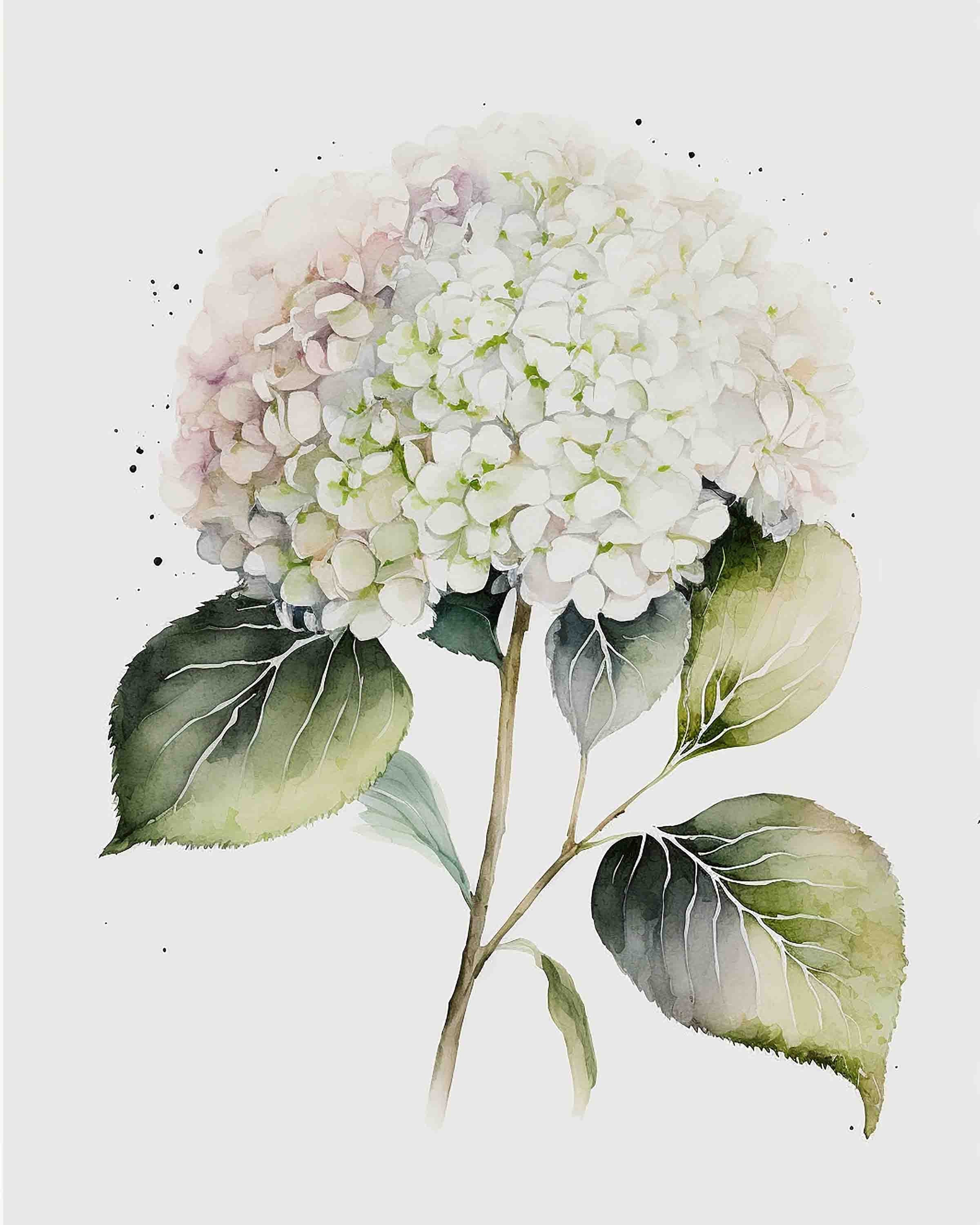 Watercolor White Hydrangea Digital Art Print / Instant - Etsy