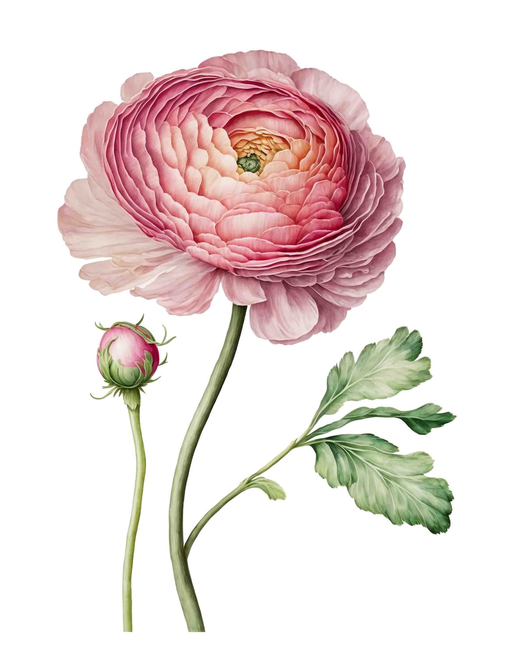 Watercolor Ranunculus Vintage Style Botanical Print, Spring Flower ...