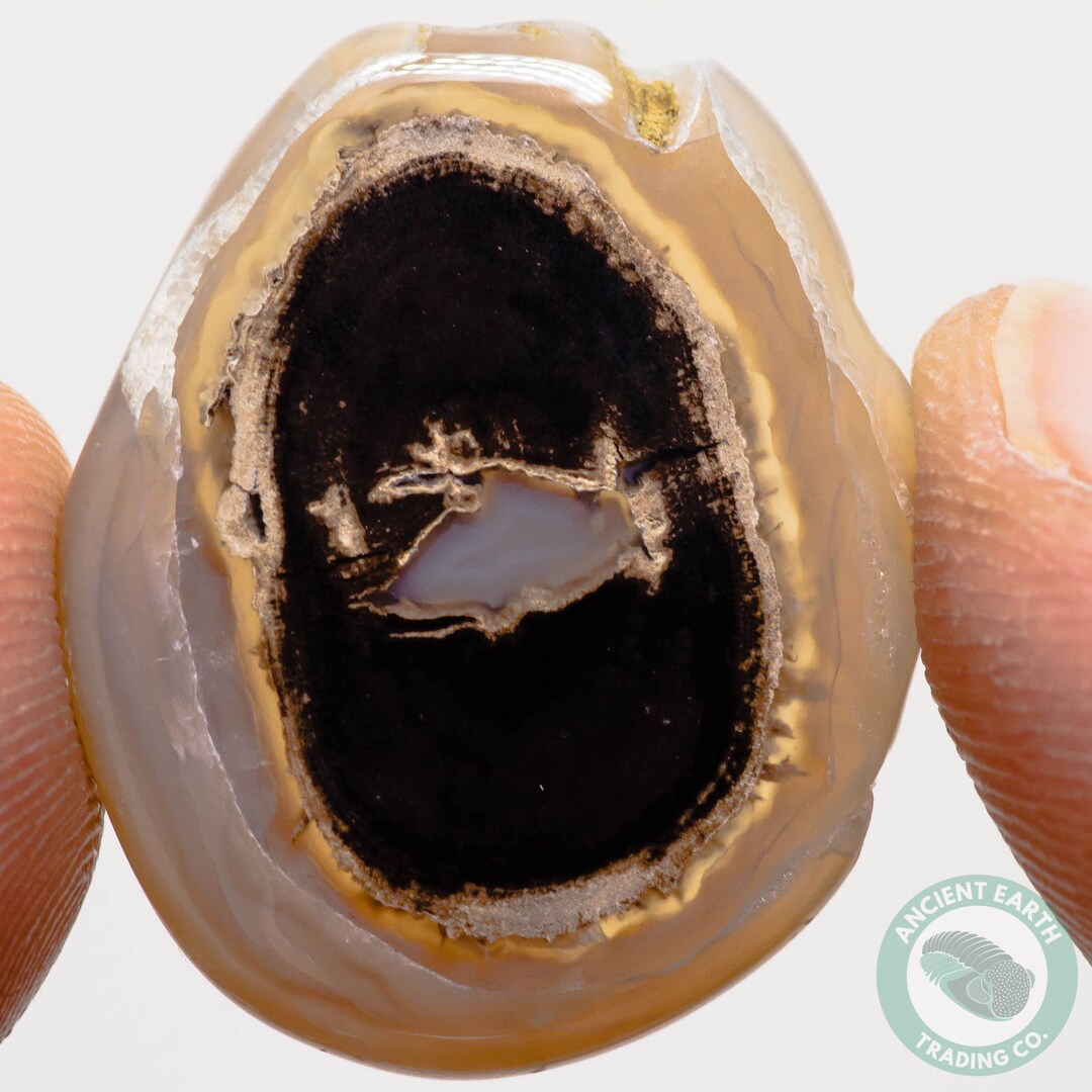 Eden Valley Blue Forest Agate Petrified Wood Polished Branch - Etsy