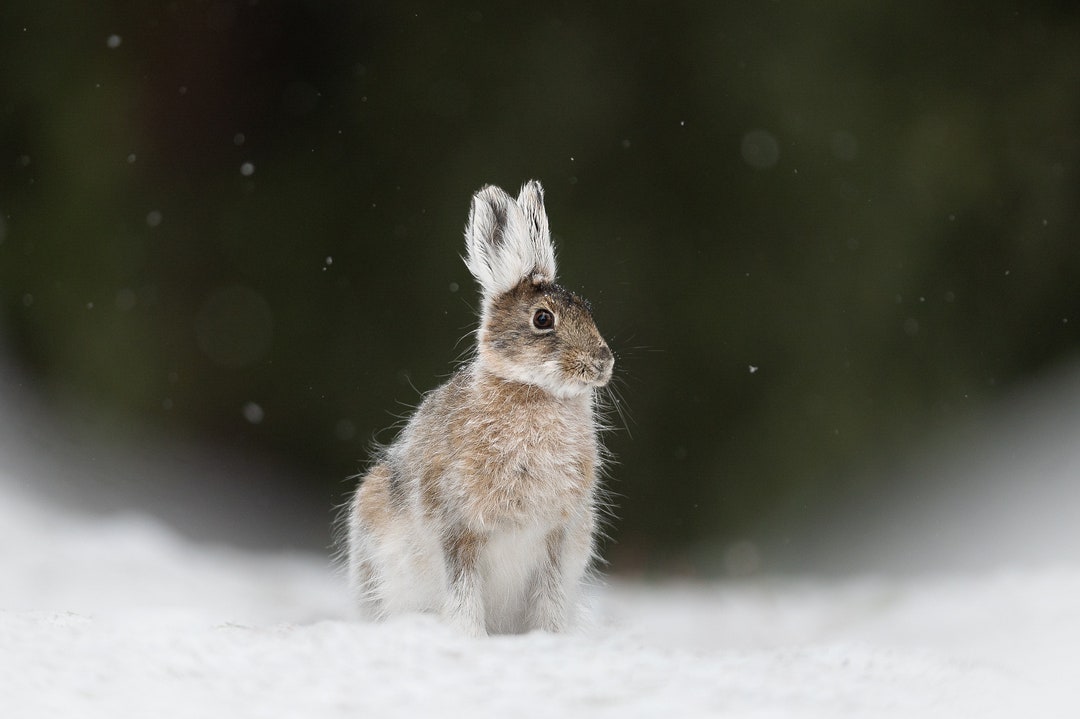 Snowshoe Hare - Fine Art Photographic Print - Denali National Park ...