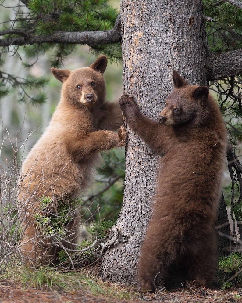 Cinnamon Black Bear Cubs - Fine Art Photographic Print - Grand Teton ...
