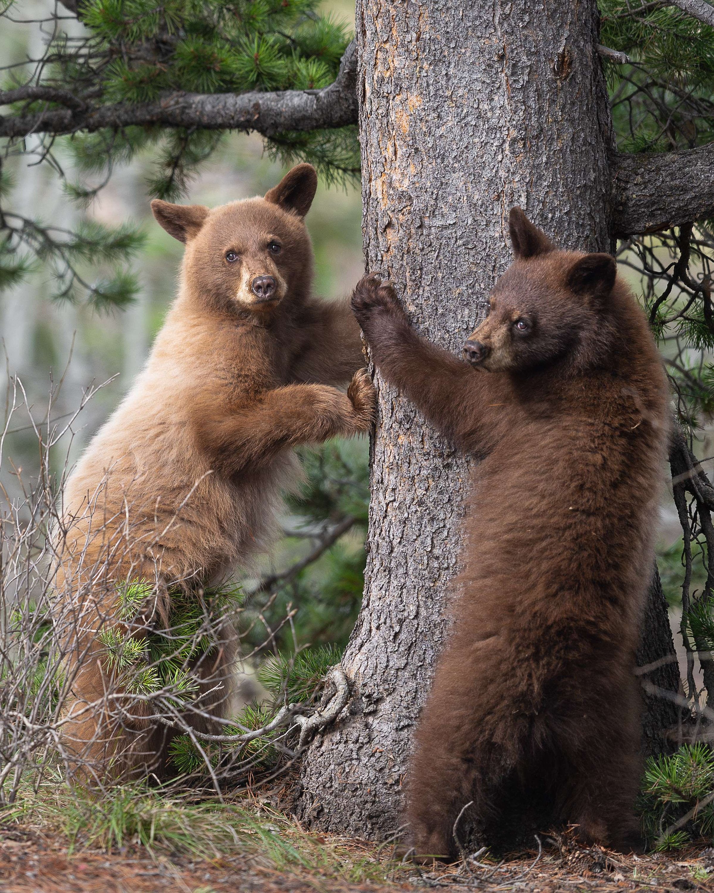 Cinnamon Black Bear Cubs Fine Art Photographic Print Grand Teton National Park, Wyoming - Etsy