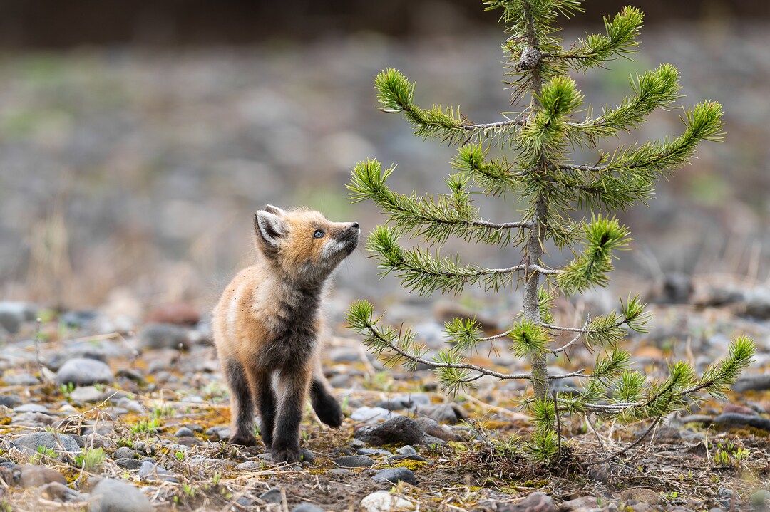Yellowstone Red Fox Kit - Wildlife Nature Art Print - Wall Art Decor - Etsy