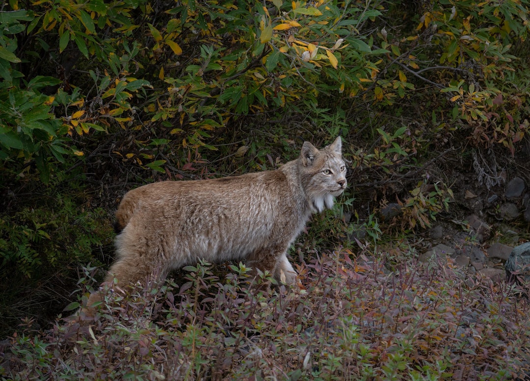 Canadian Lynx in the Fall Color - Fine Art Photographic Print - Denali ...