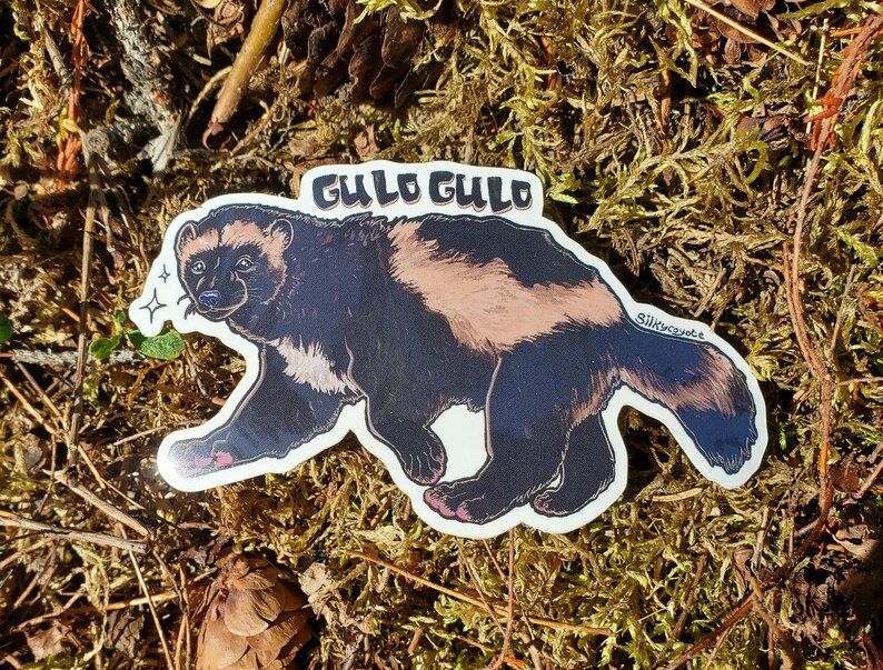 Gulo Gulo - Wolverine - Alaska Nature Wildlife Art Sticker - Etsy