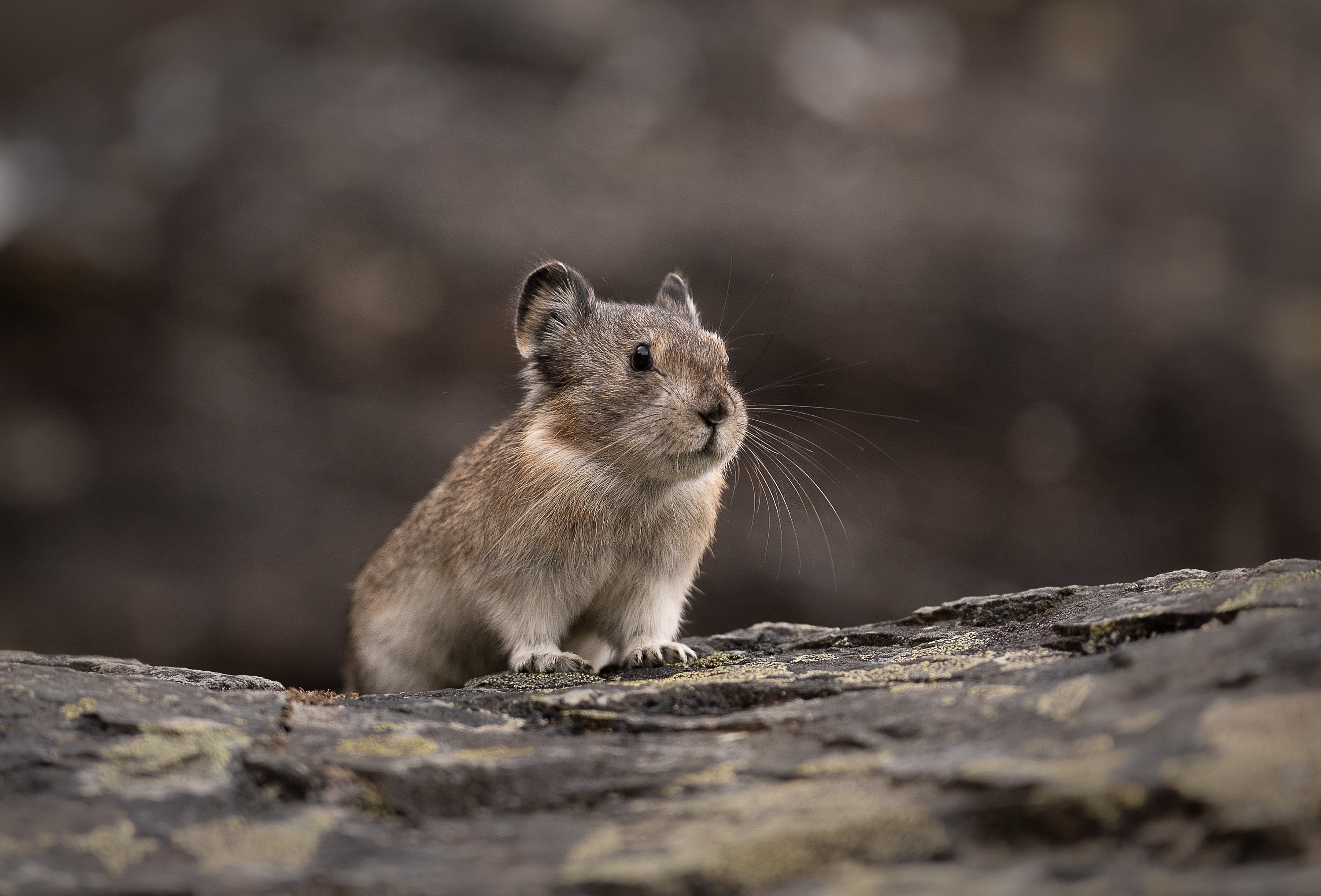 Collared Pika Fine Art Photographic Print Denali National Park, Alaska ...