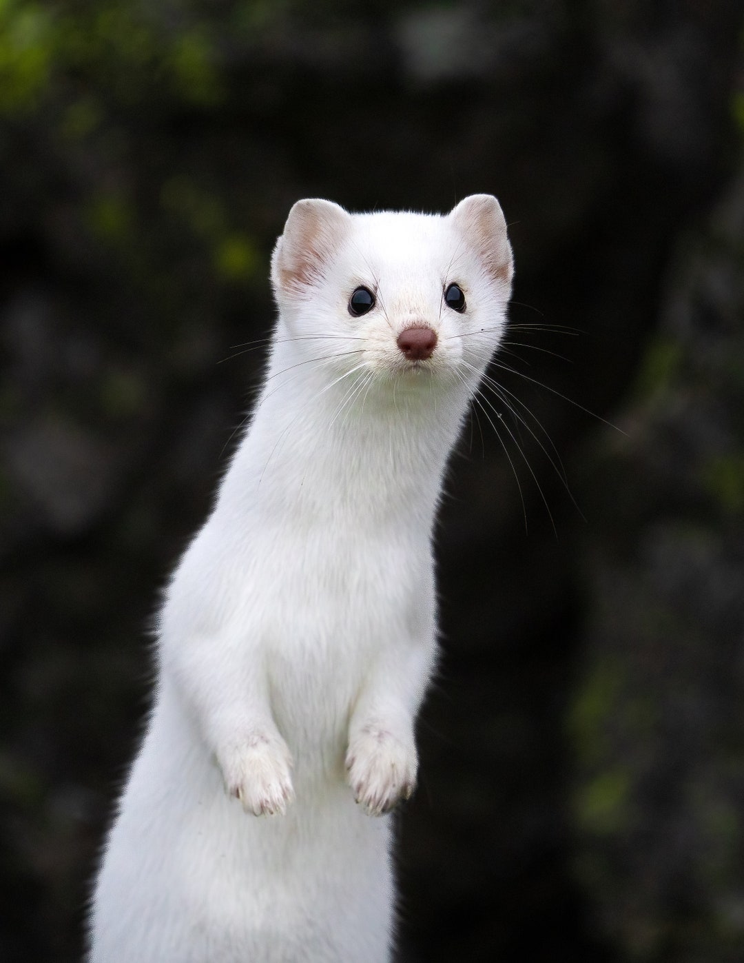 Winter Weasel - Fine Art Photographic Print - Yellowstone National Park ...