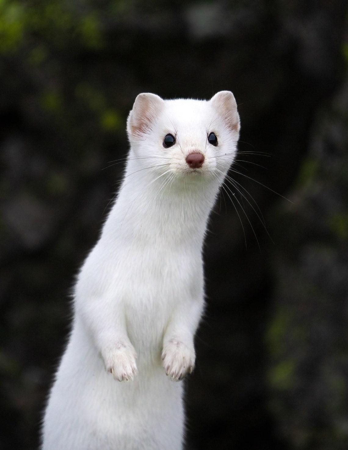Winter Weasel - Fine Art Photographic Print - Yellowstone National Park ...