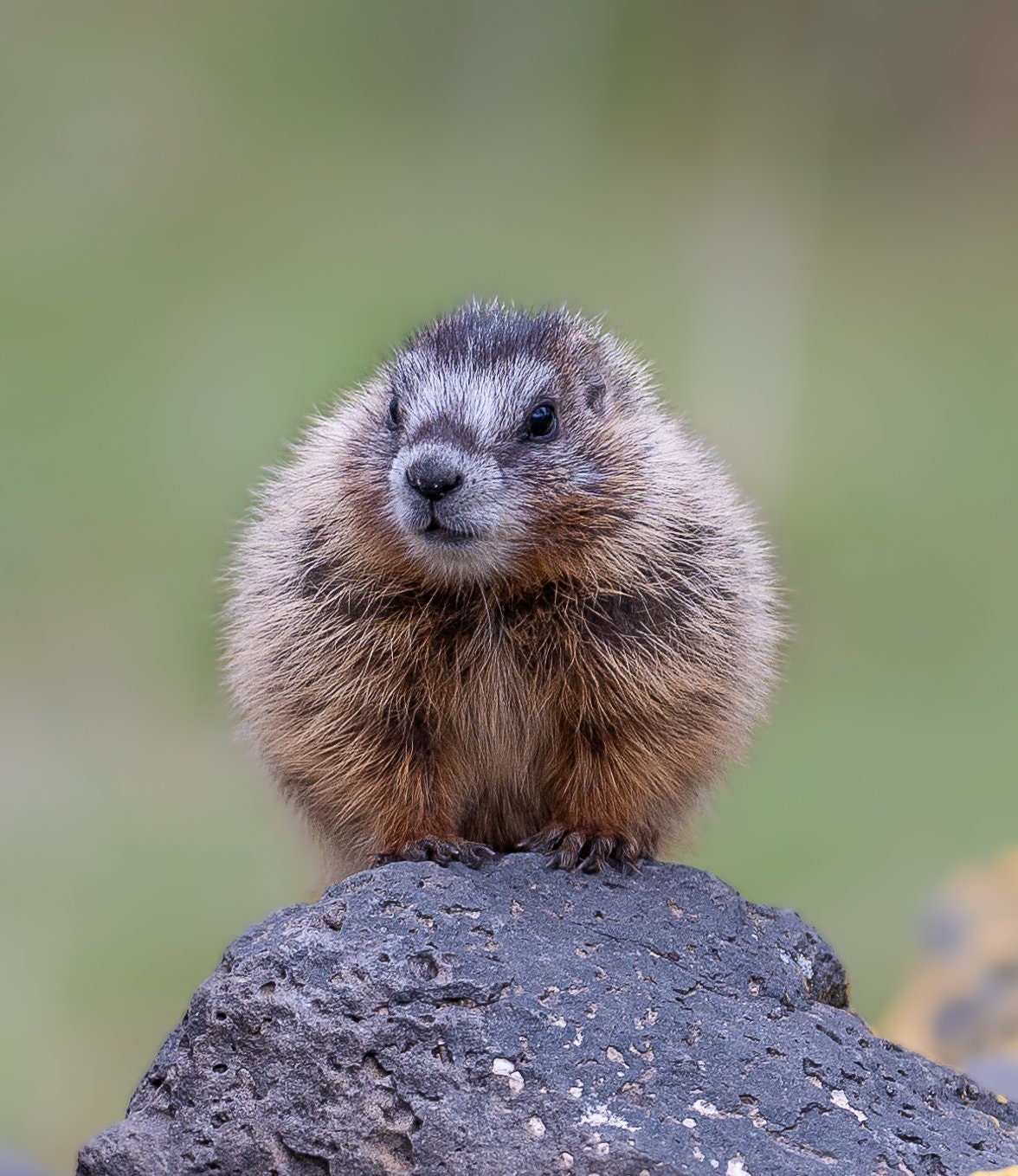 Baby Marmot - Fine Art Photographic Print - Idaho - Etsy
