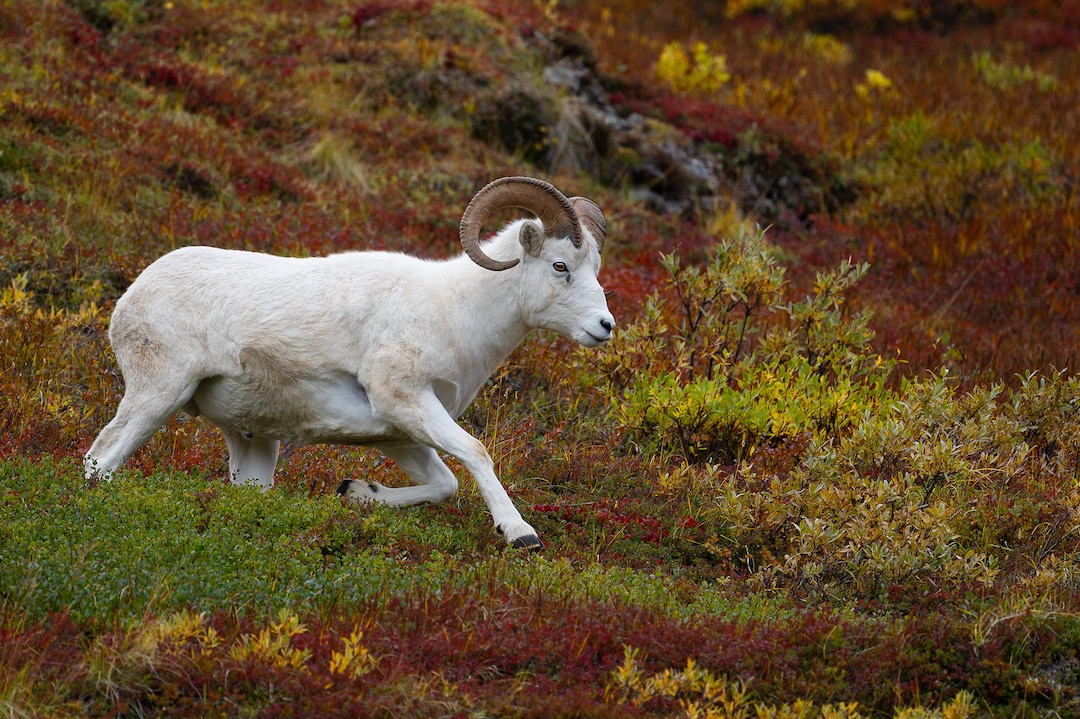 Dall Sheep in the Tundra Fall Color Fine Art Photographic Print Denali National Park, Alaska - Etsy