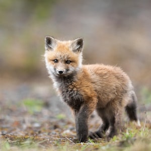 Portrait of a Red Fox Kit - Fine Art Photographic Print - Yellowstone ...