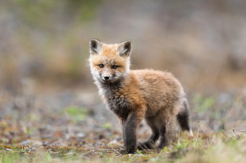 Portrait of a Red Fox Kit - Fine Art Photographic Print - Yellowstone ...