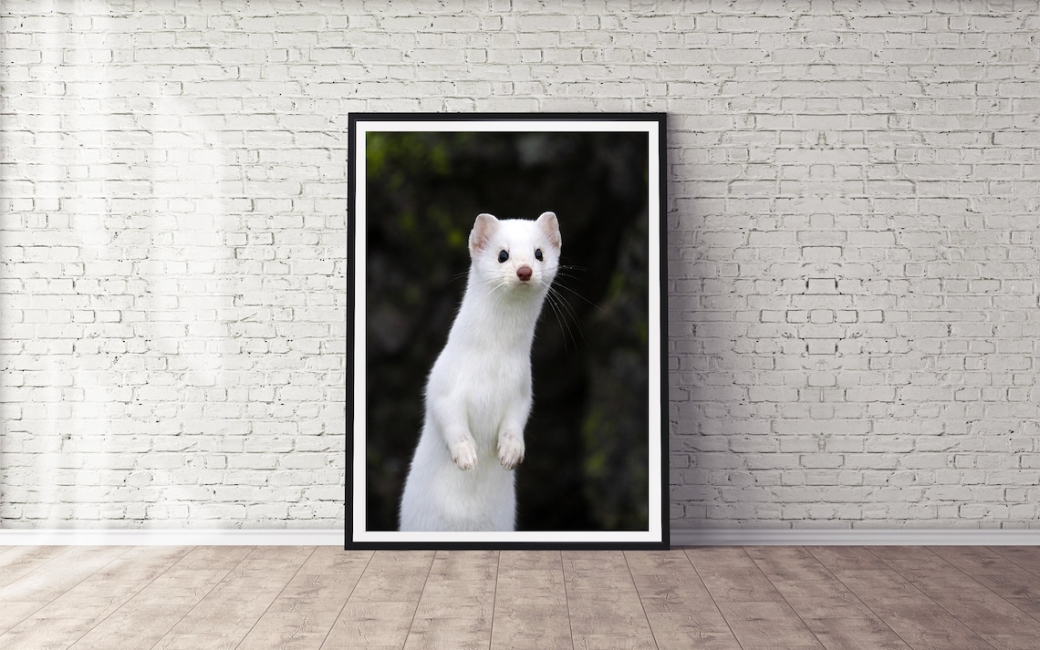 Winter Weasel - Fine Art Photographic Print - Yellowstone National Park ...