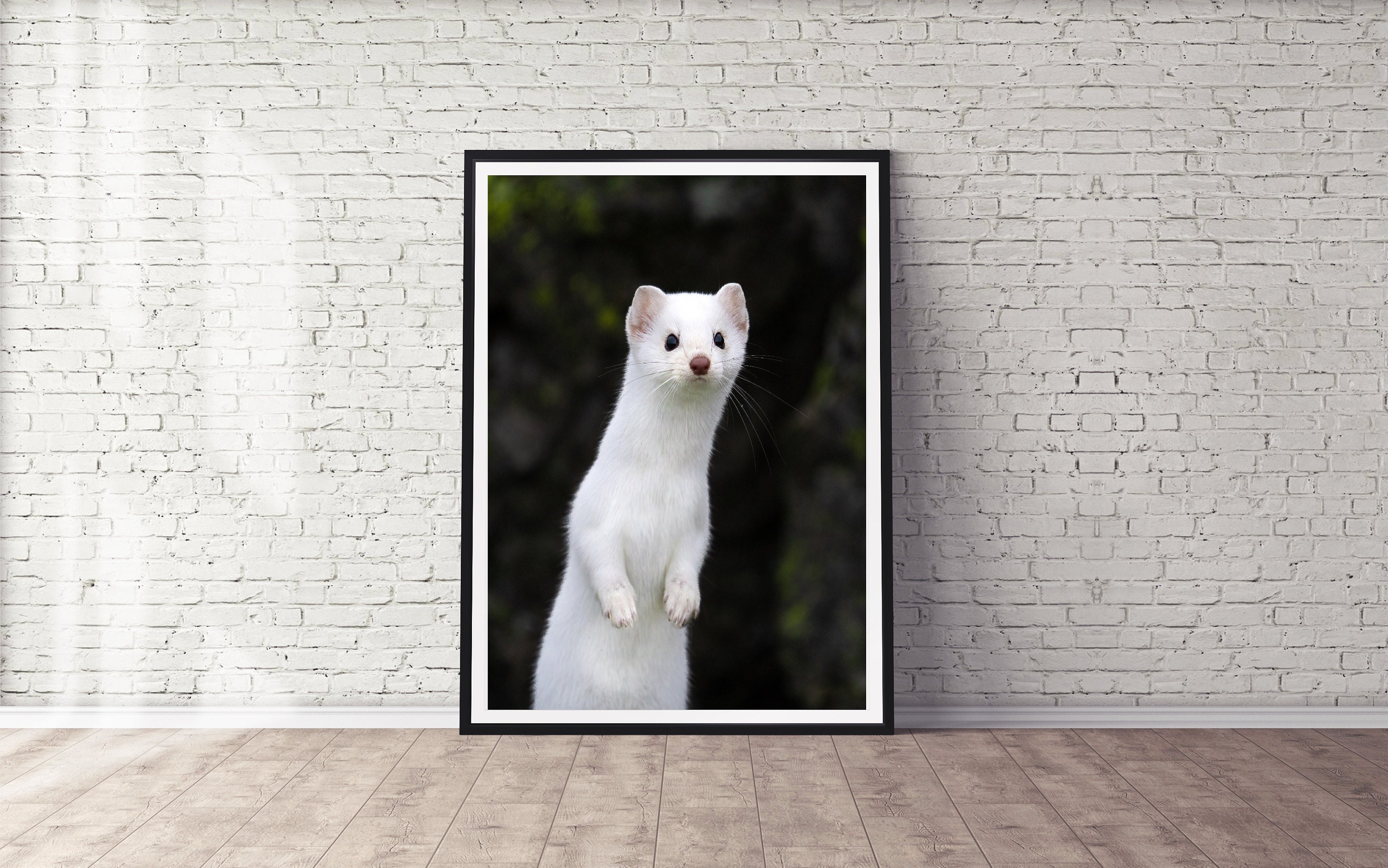 Winter Weasel - Fine Art Photographic Print - Yellowstone National Park ...
