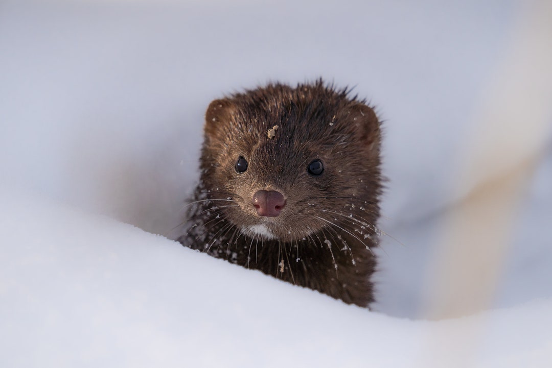 American Mink - Fine Art Photographic Print - Montana - Etsy