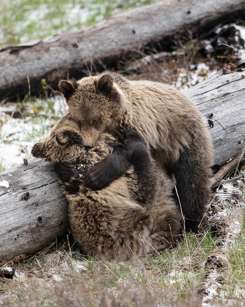 Grizzly Bear Hug - Snow's Cubs - Fine Art Print - Yellowstone National ...