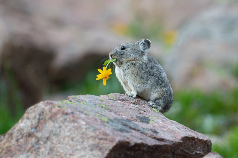 American Pika With a Flower Snack - Fine Art Photographic Print ...