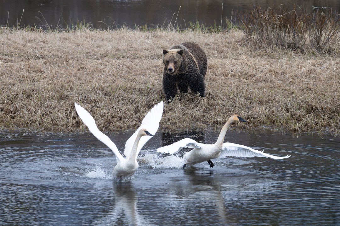 Grizzly Bear and Swans - Grand Teton Wall Art - Wyoming Wildlife Nature ...