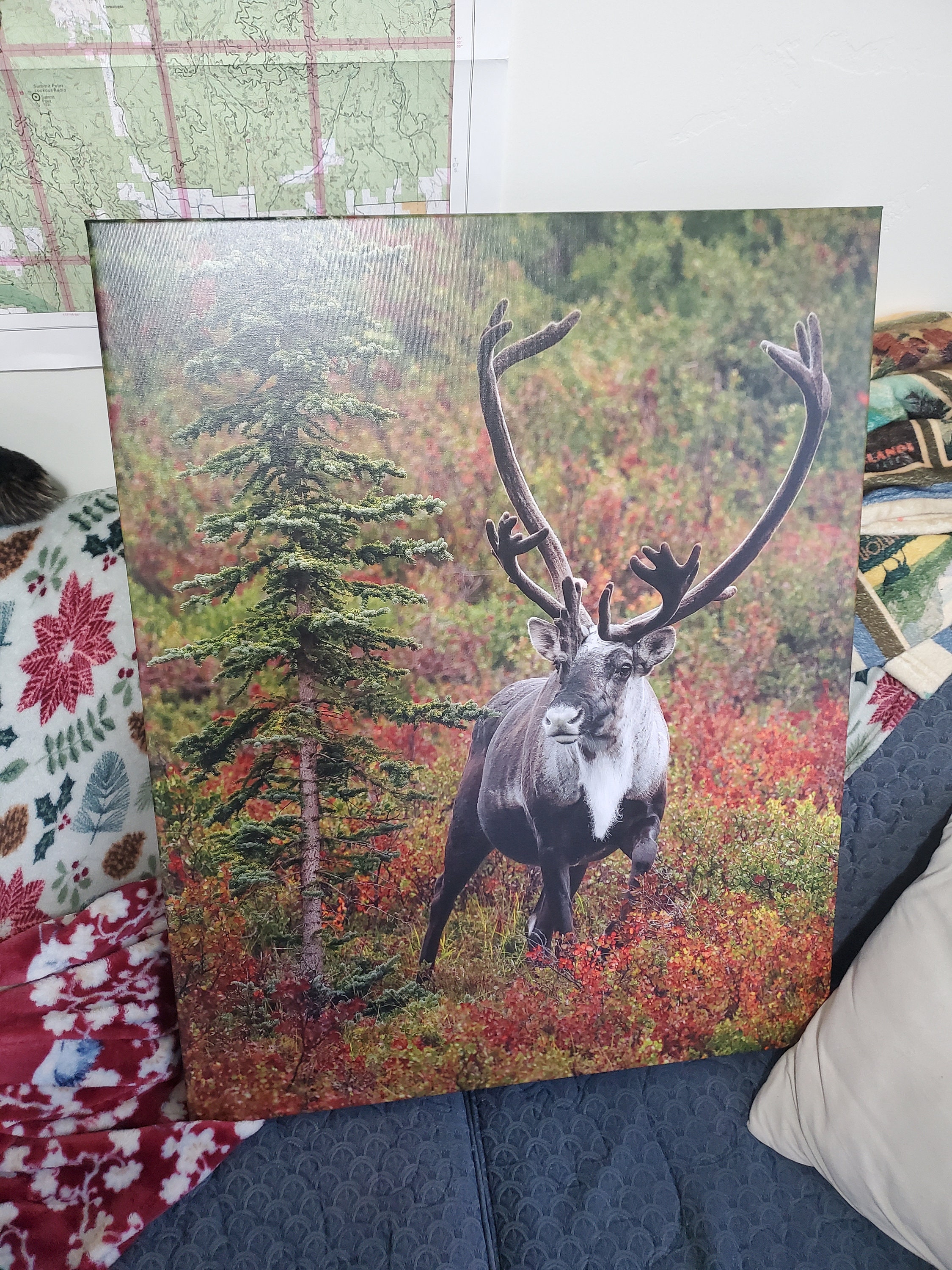 Caribou in the Tundra Fall Color Fine Art Photographic Print Denali National Park, Alaska - Etsy