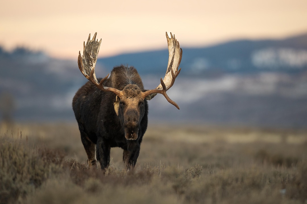Bull Moose Hoback - Cold King - Fine Art Photographic Print - Grand ...