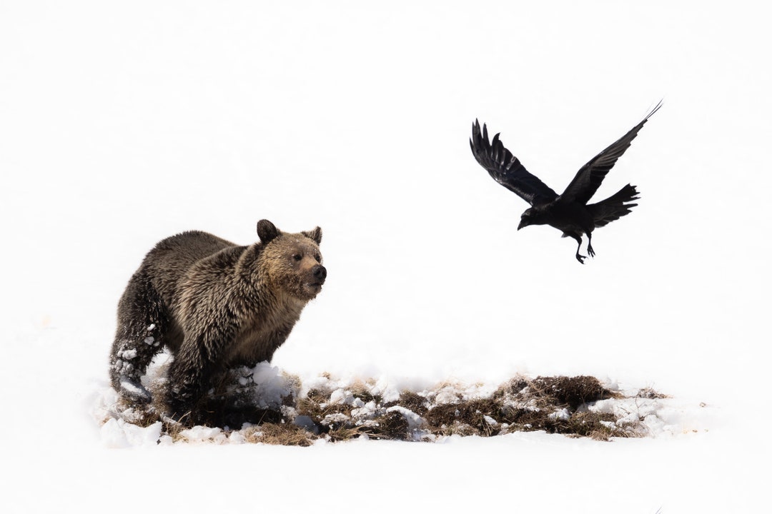 The Bear and the Raven - Grizzly Bear - Fine Art Photographic Print ...