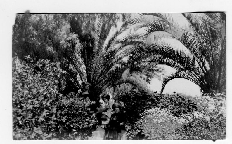 1900's Woman by Palm Tree Busch Gardens Pasadena California Photograph ...