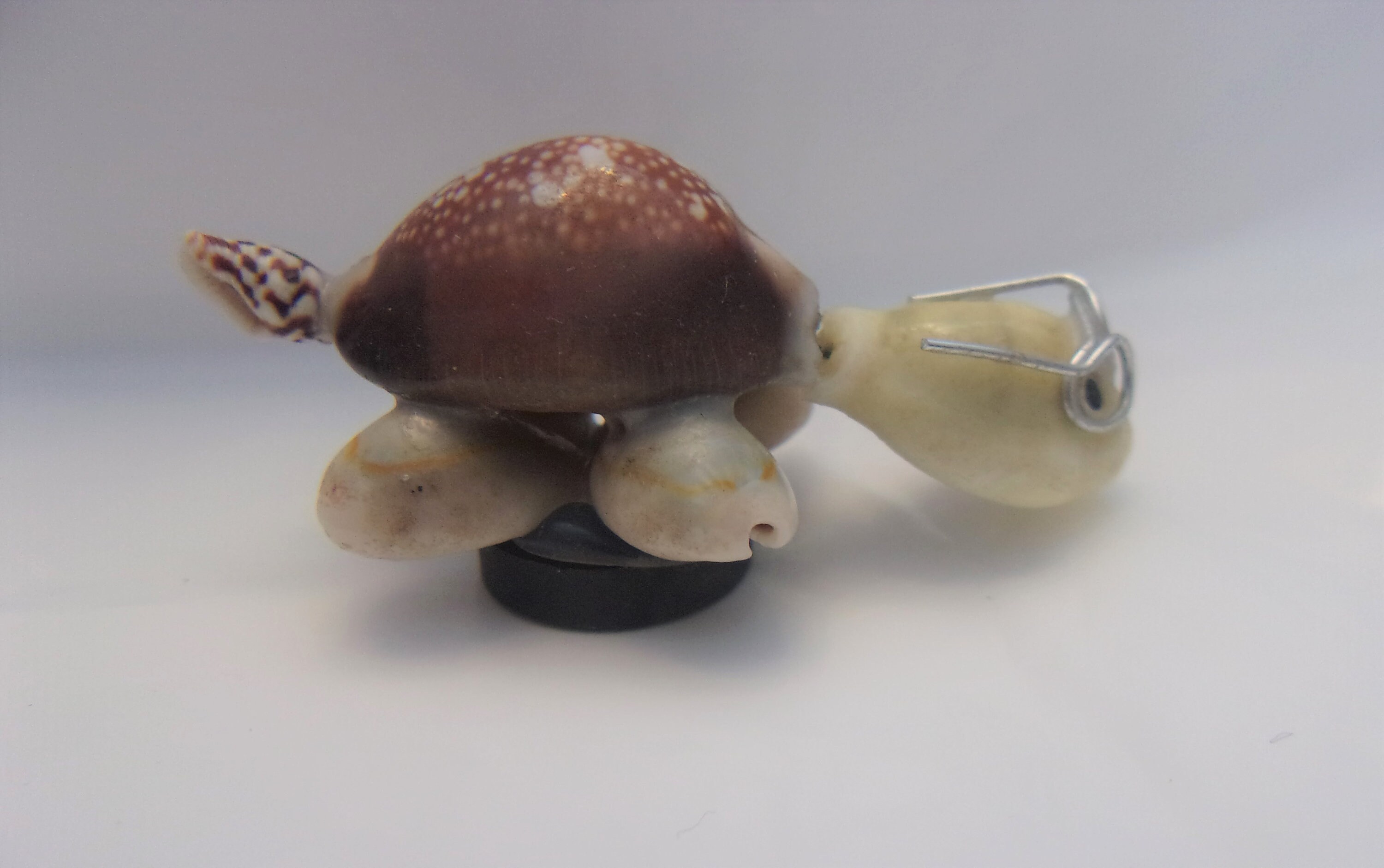 Shell Turtle Magnet Vintage Seashell Refrigerator Magnet | Etsy