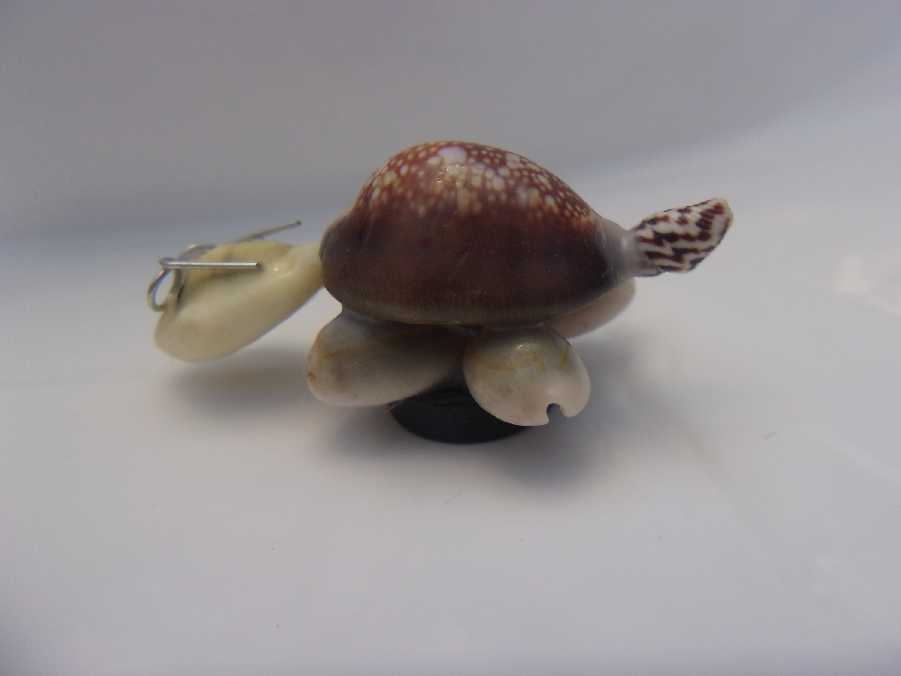 Shell Turtle Magnet Vintage Seashell Refrigerator Magnet | Etsy