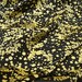 Leaf Leaves Polk Dot Print Black 100% Silk Charmeuse Fabric Gold ...