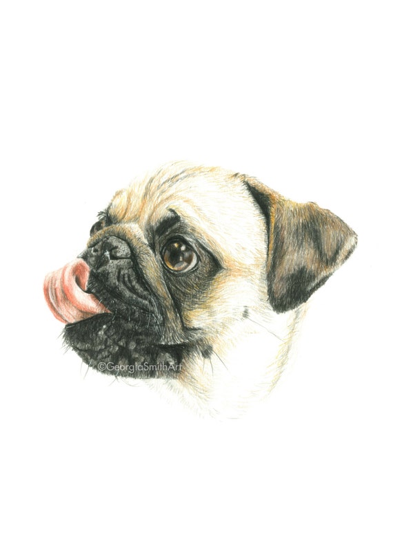 Coloured Pencil Drawing 'pug' A4 Print | Etsy